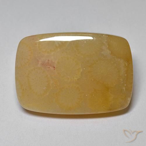 33.38ct Natural Multicolor Fossil Coral Gems, Cushion, Opaque 33.38ct Natural Multicolor Fossil Coral Gems, Cushion, Opaque