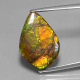 Rare Ammolite