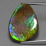 Rare Ammolite